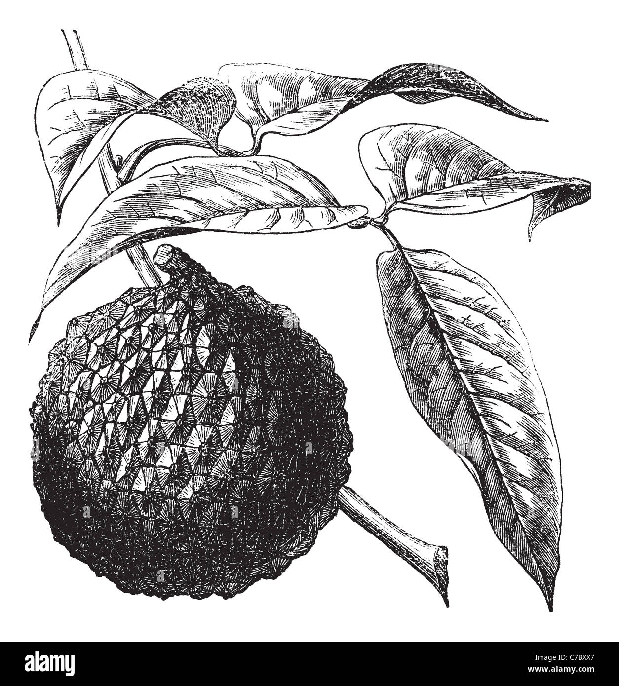 Lychee or Lichu or Lizhi, vintage engraving. Old engraved illustration ...