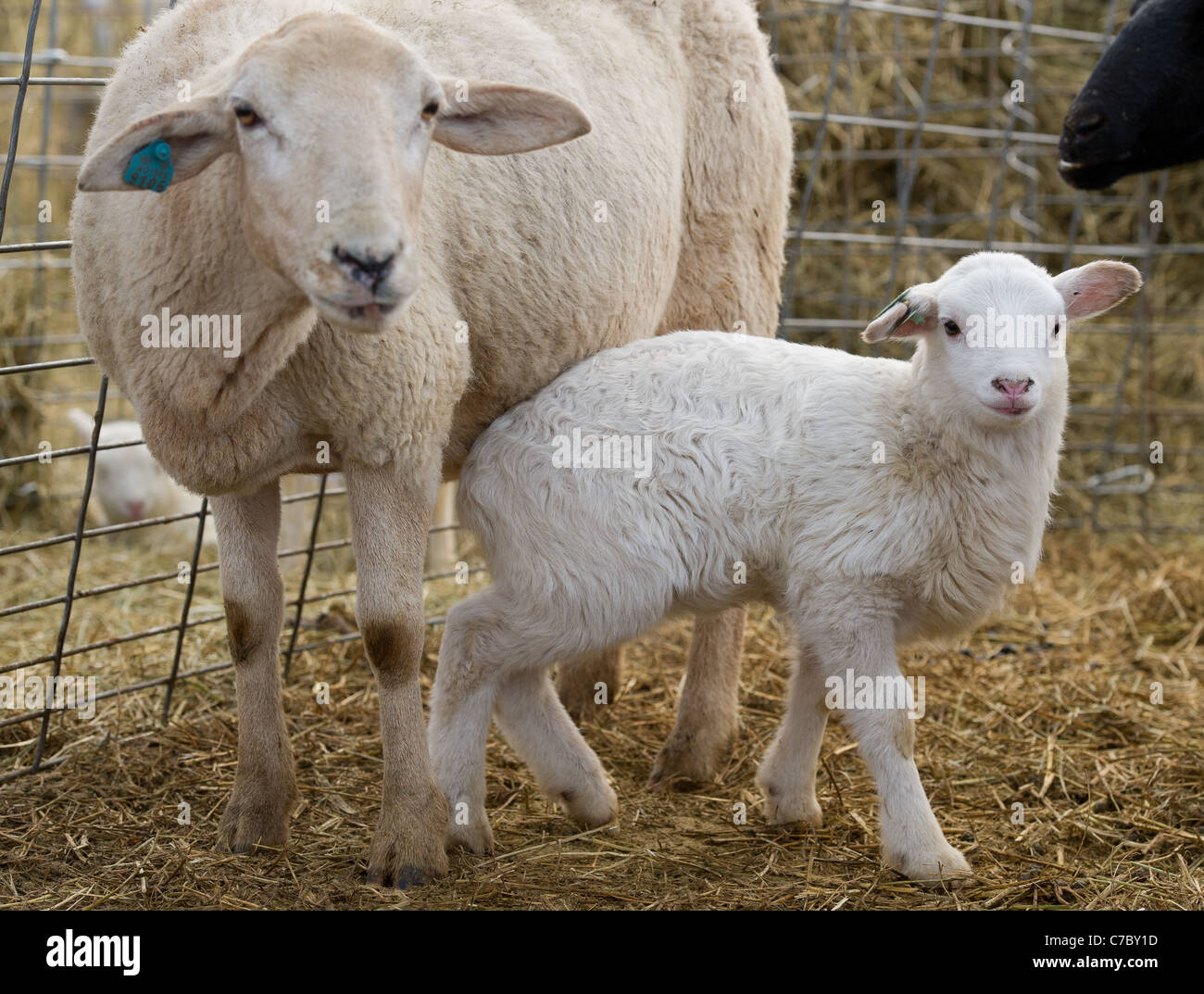 Sheep and lambs Stock Photo - Alamy