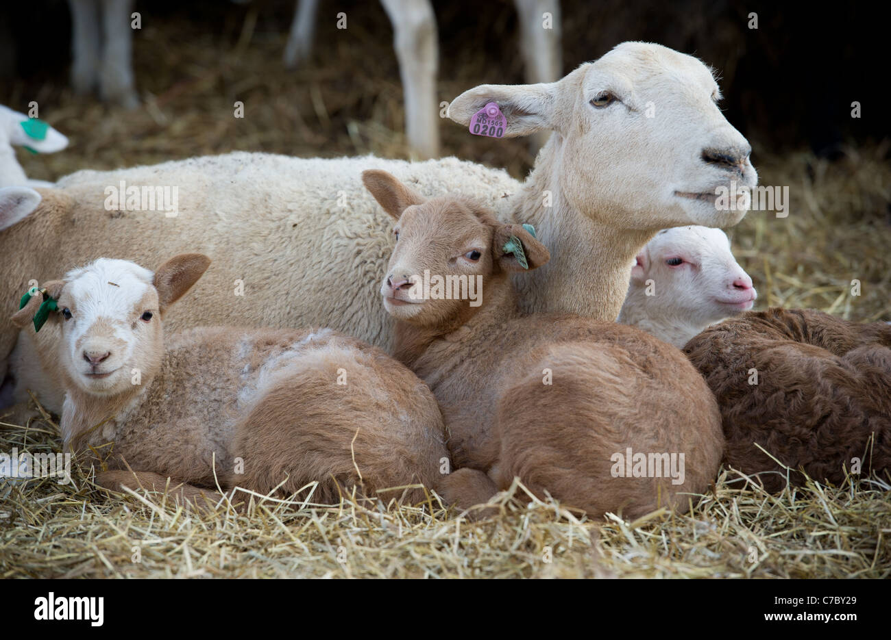 Sheep and lambs Stock Photo - Alamy