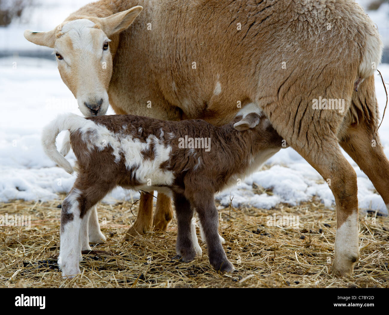 Sheep and lamb Stock Photo - Alamy