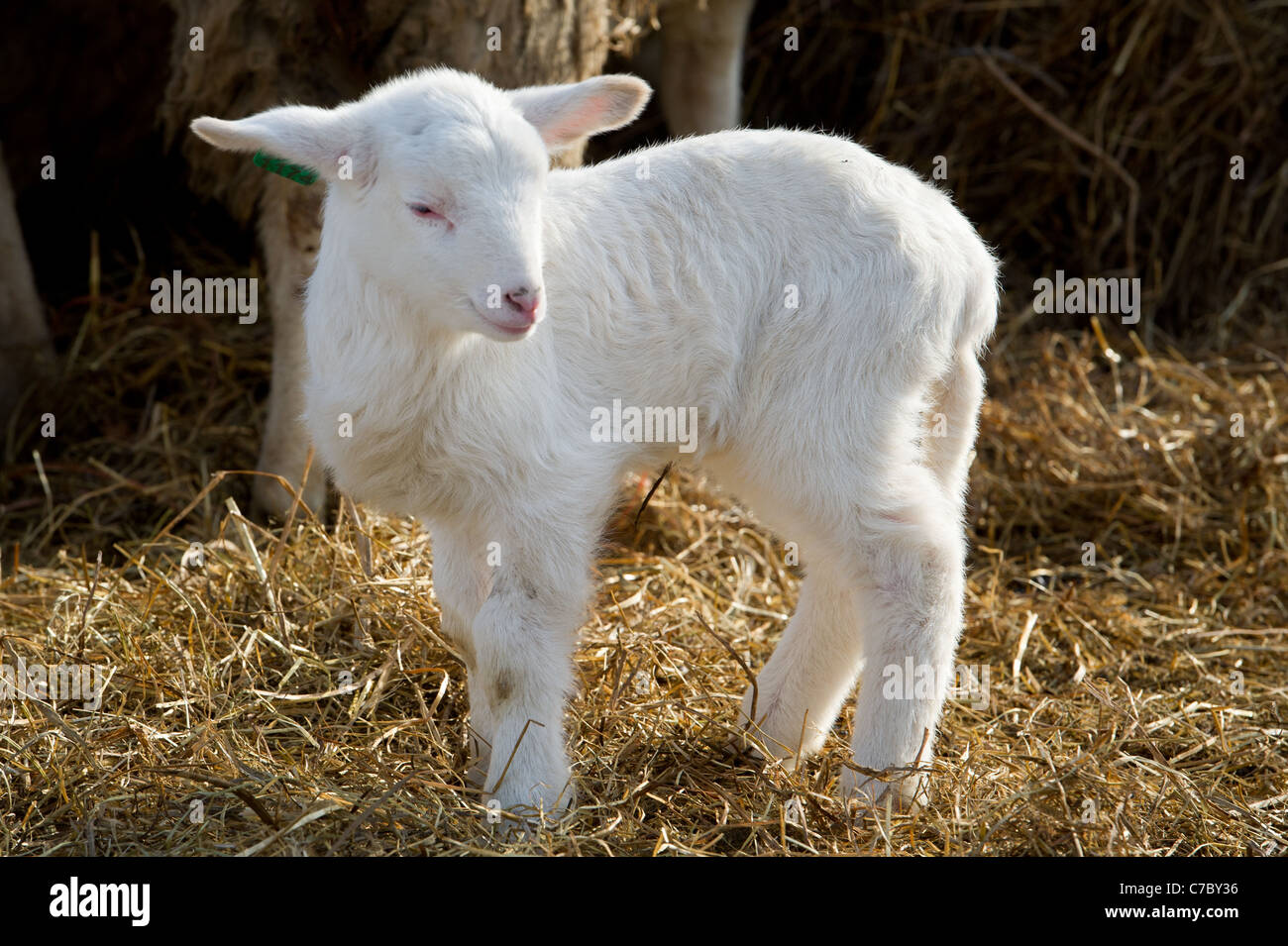 Lamb clothing hi-res stock photography and images - Alamy