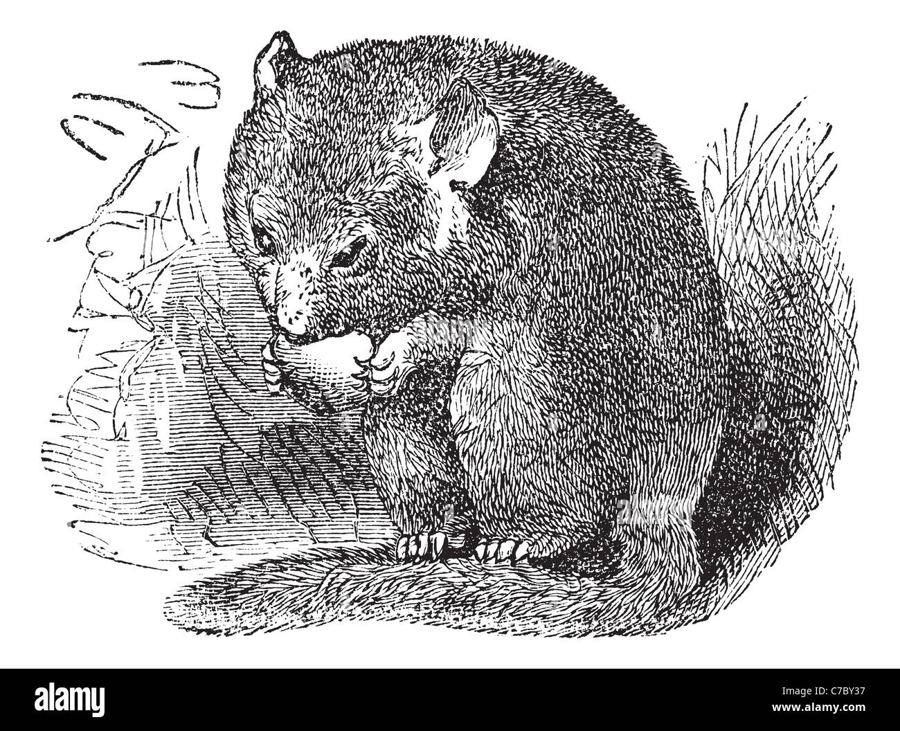 Hazel species Cut Out Stock Images & Pictures - Alamy