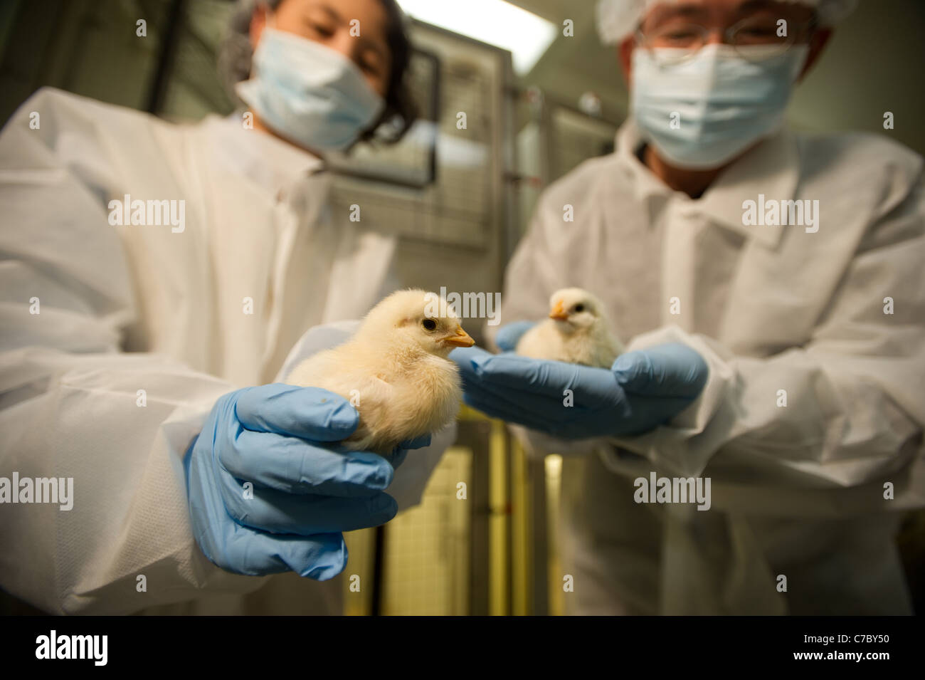 Experiment on animals hi-res stock photography and images - Alamy