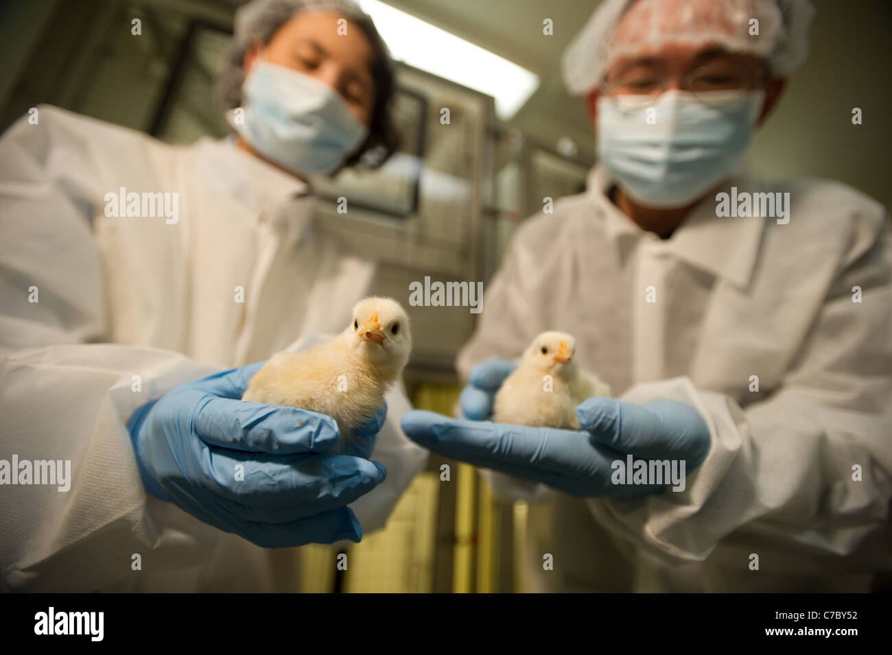 Experiment on animals hi-res stock photography and images - Alamy