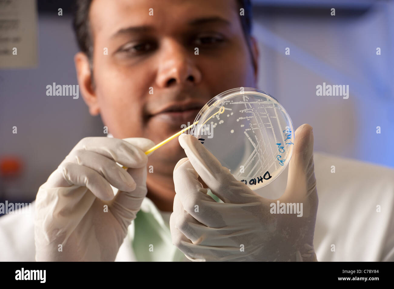 Scientist observing petri dish hi-res stock photography and images - Alamy