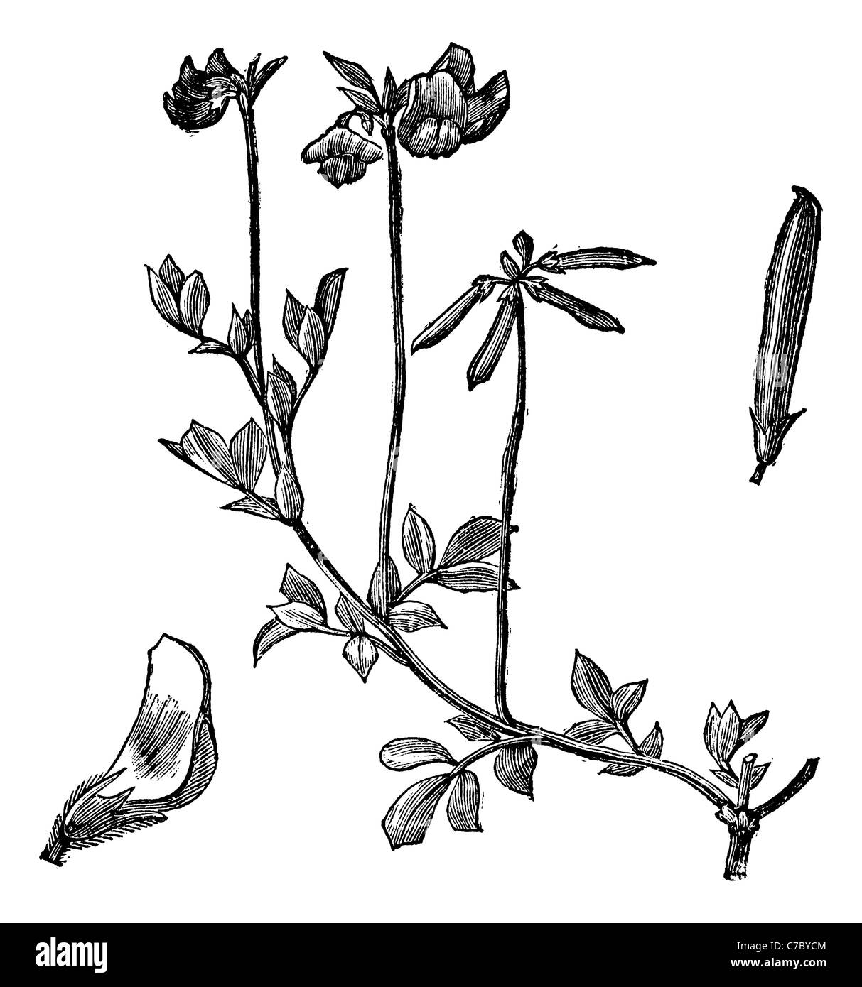 Bird's-foot Trefoil or Lotus corniculatus, vintage engraving. Old ...