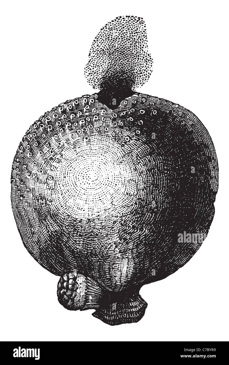 Giant puffball, vintage engraving. Old engraved illustration of Giant ...