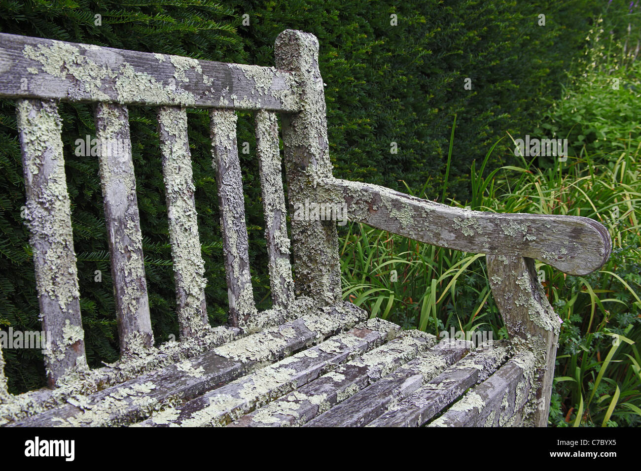An assortment of lichens on a wooden bench at Royal Horticultural ...