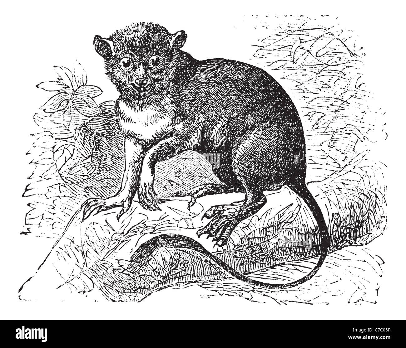 Spectral tarsier Cut Out Stock Images & Pictures - Alamy