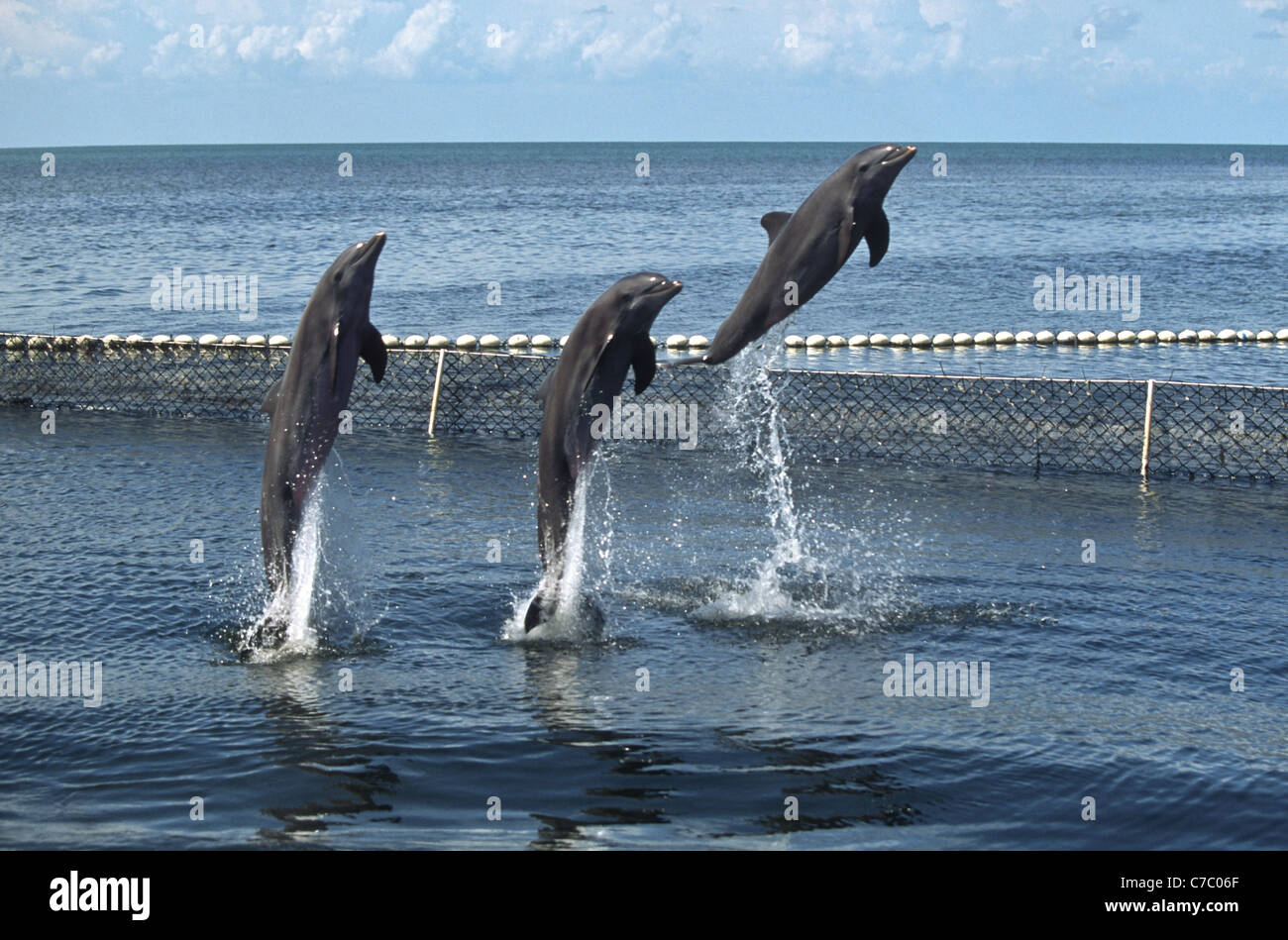 Dolphin training at the Dolphin Research Center in Marathon Key, FL ...