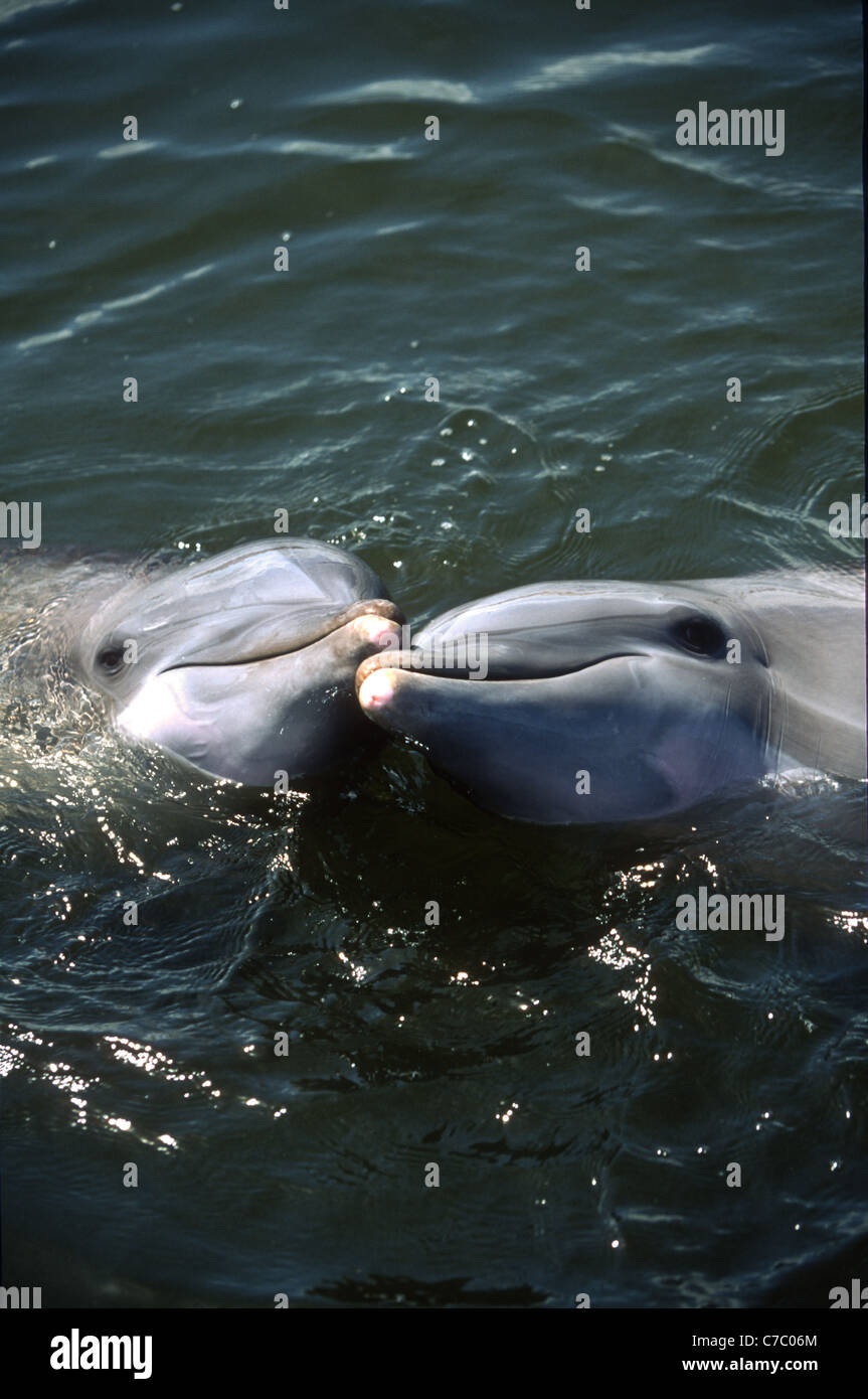 Us animal research lab hi-res stock photography and images - Alamy