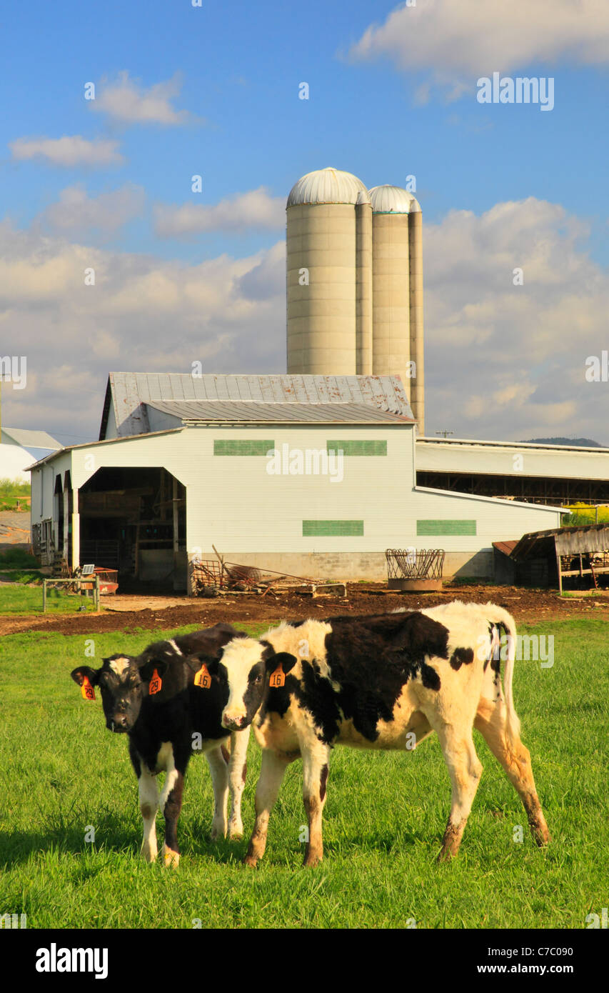Cows Grazing in the Shenandoah Valley of Virginia, USA Stock Photo - Alamy