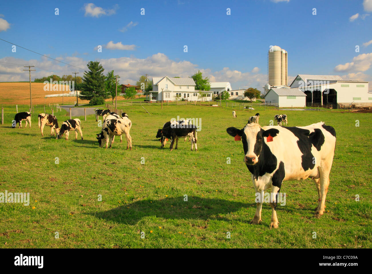 Cows Grazing in the Shenandoah Valley of Virginia, USA Stock Photo - Alamy