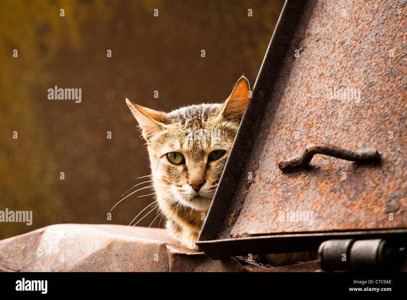 Alley cat hi-res stock photography and images - Alamy