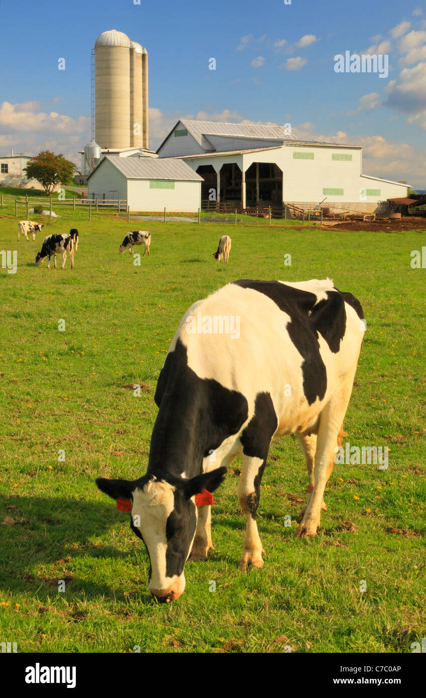 Holstein dairy cow dayton hi-res stock photography and images - Alamy