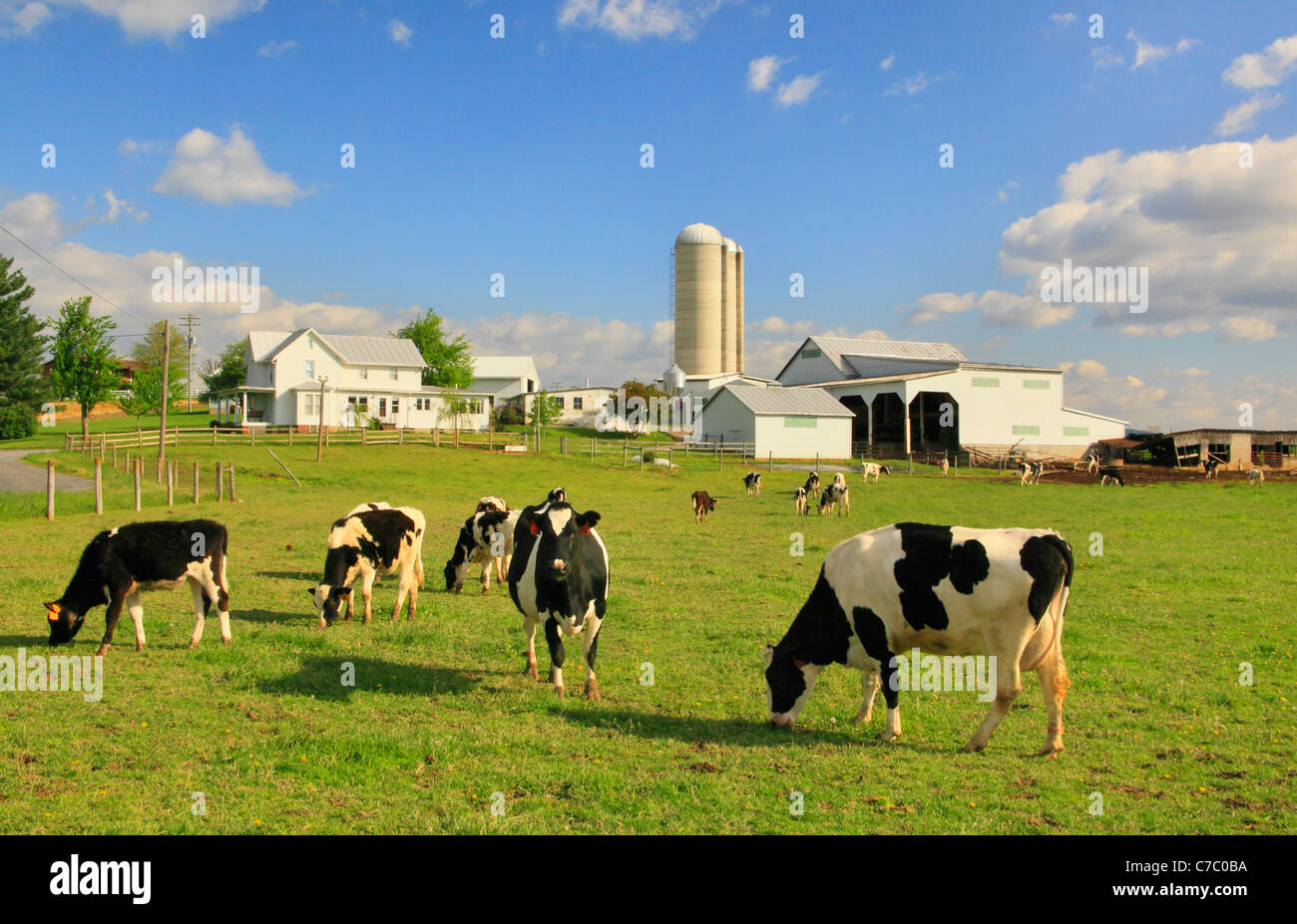 Cows Grazing in the Shenandoah Valley of Virginia, USA Stock Photo - Alamy