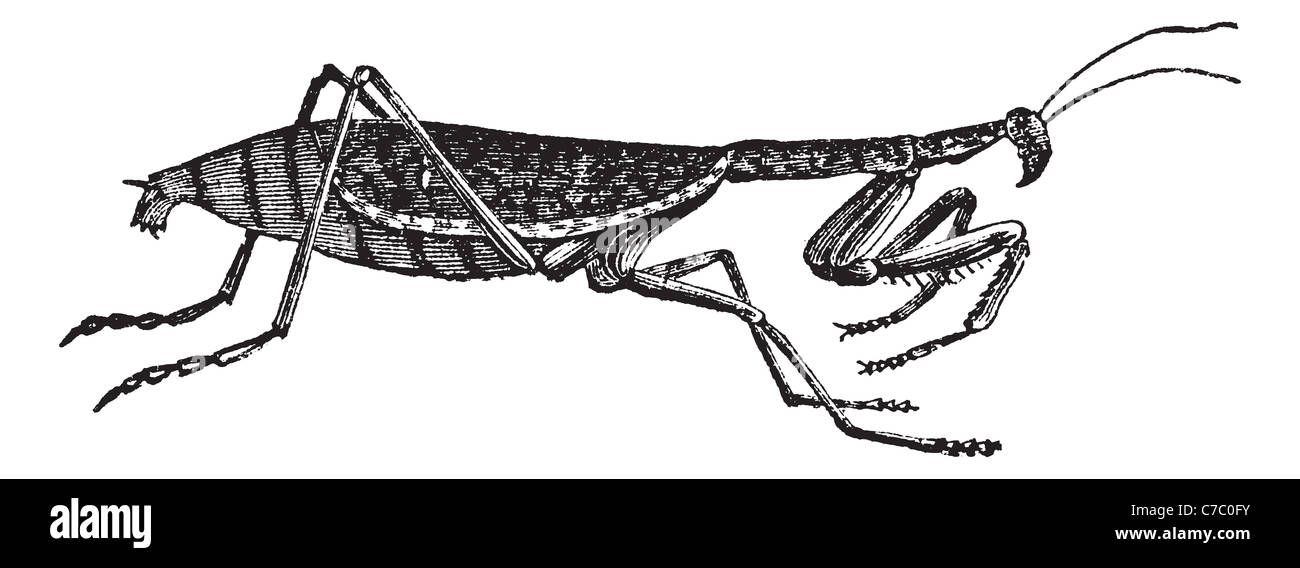 European Mantis, vintage engraving. Old engraved illustration of ...