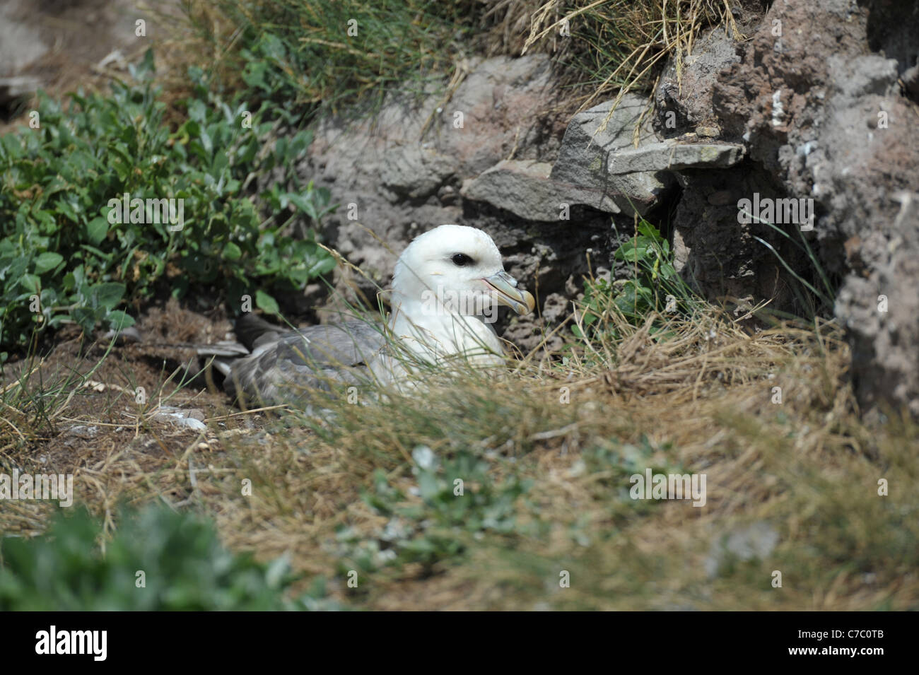 Fulmar sitting on nest hi-res stock photography and images - Alamy