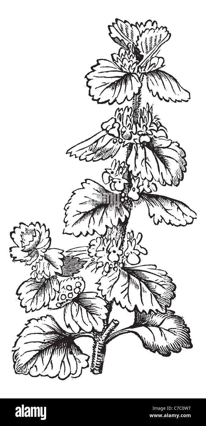Common Horehound, vintage engraving. Old engraved illustration of ...