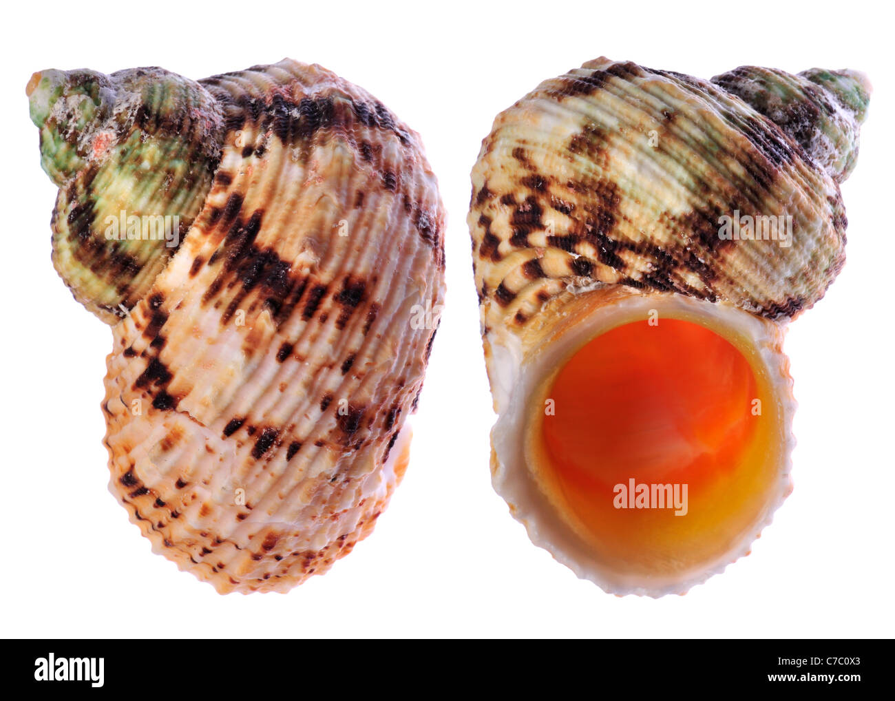 Gold-Mouthed Turban (Turbo chrysostomus) c5cm. Philippines Stock Photo ...