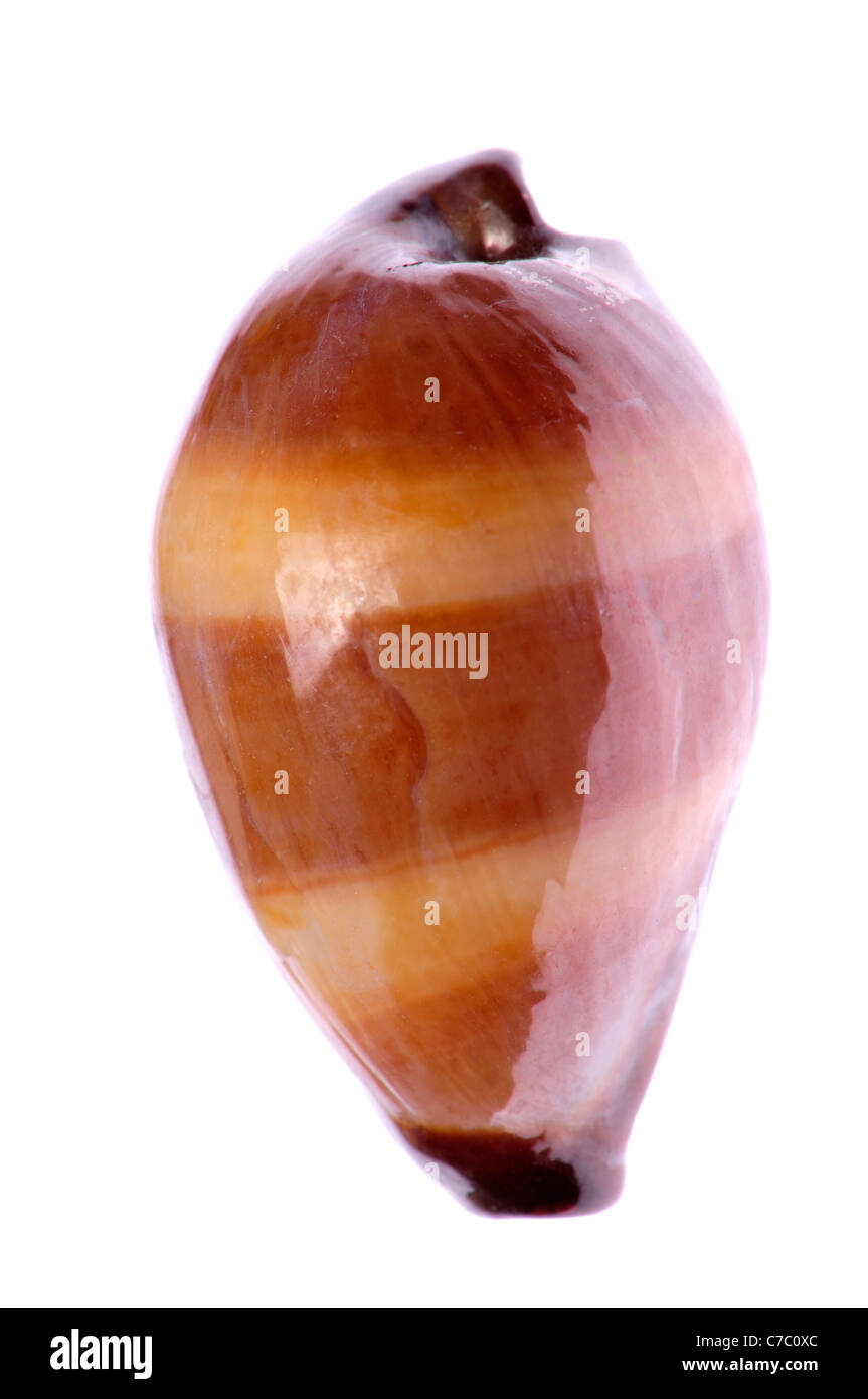 Cowry shell hi-res stock photography and images - Alamy