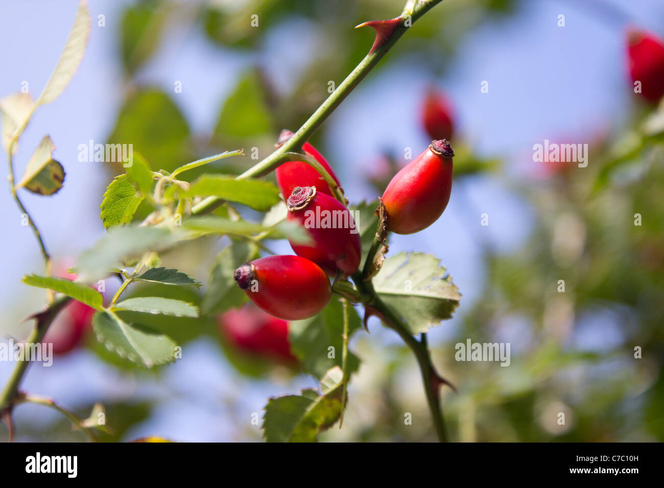 Rose hip hi-res stock photography and images - Alamy