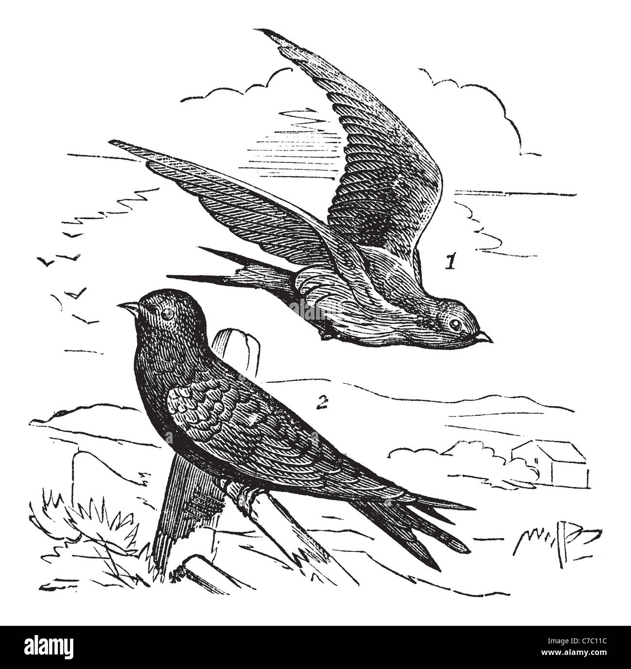 Common Swift, vintage engraving. Old engraved illustration of Common ...