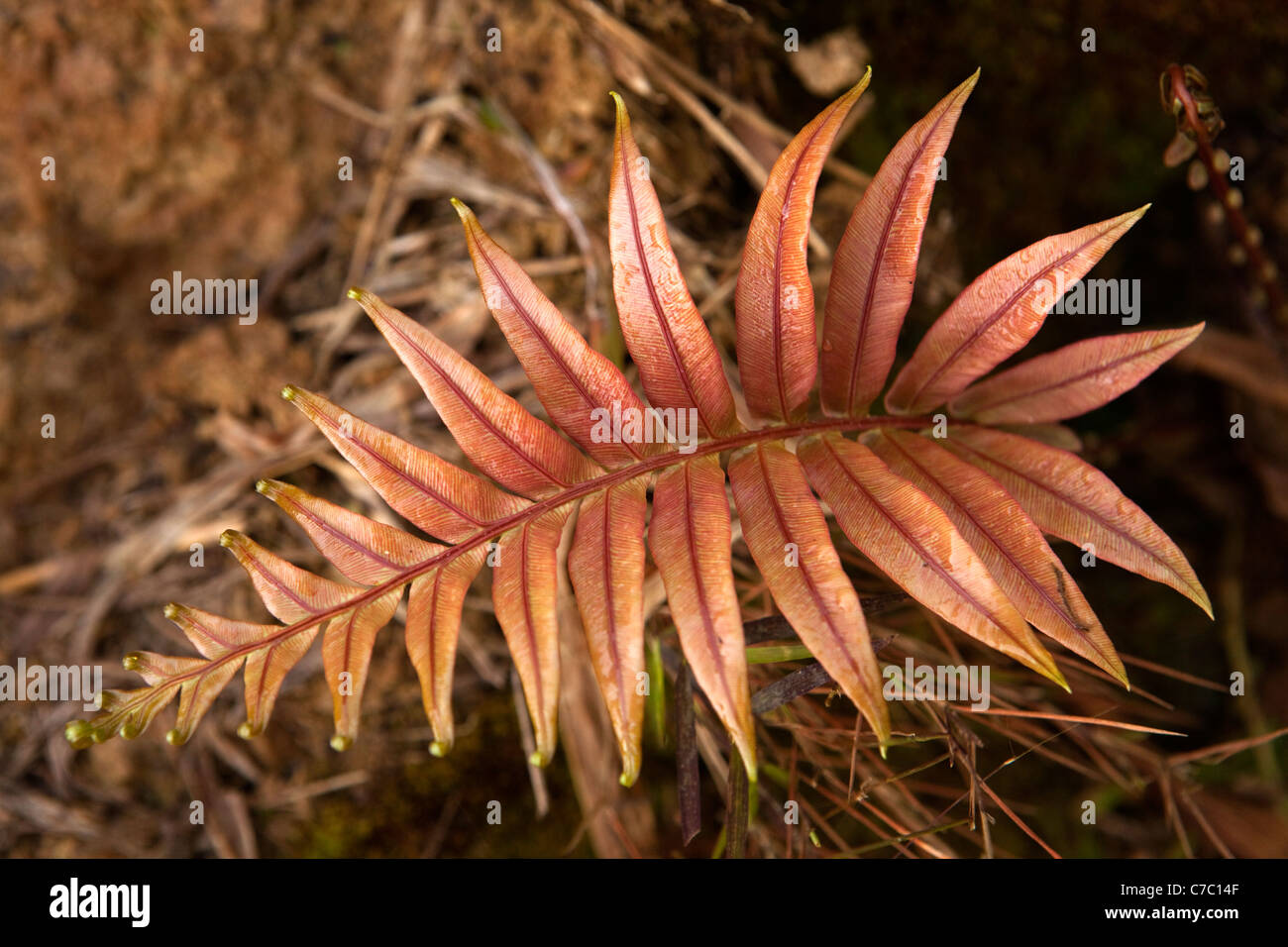 Indian Fern High Resolution Stock Photography and Images - Alamy