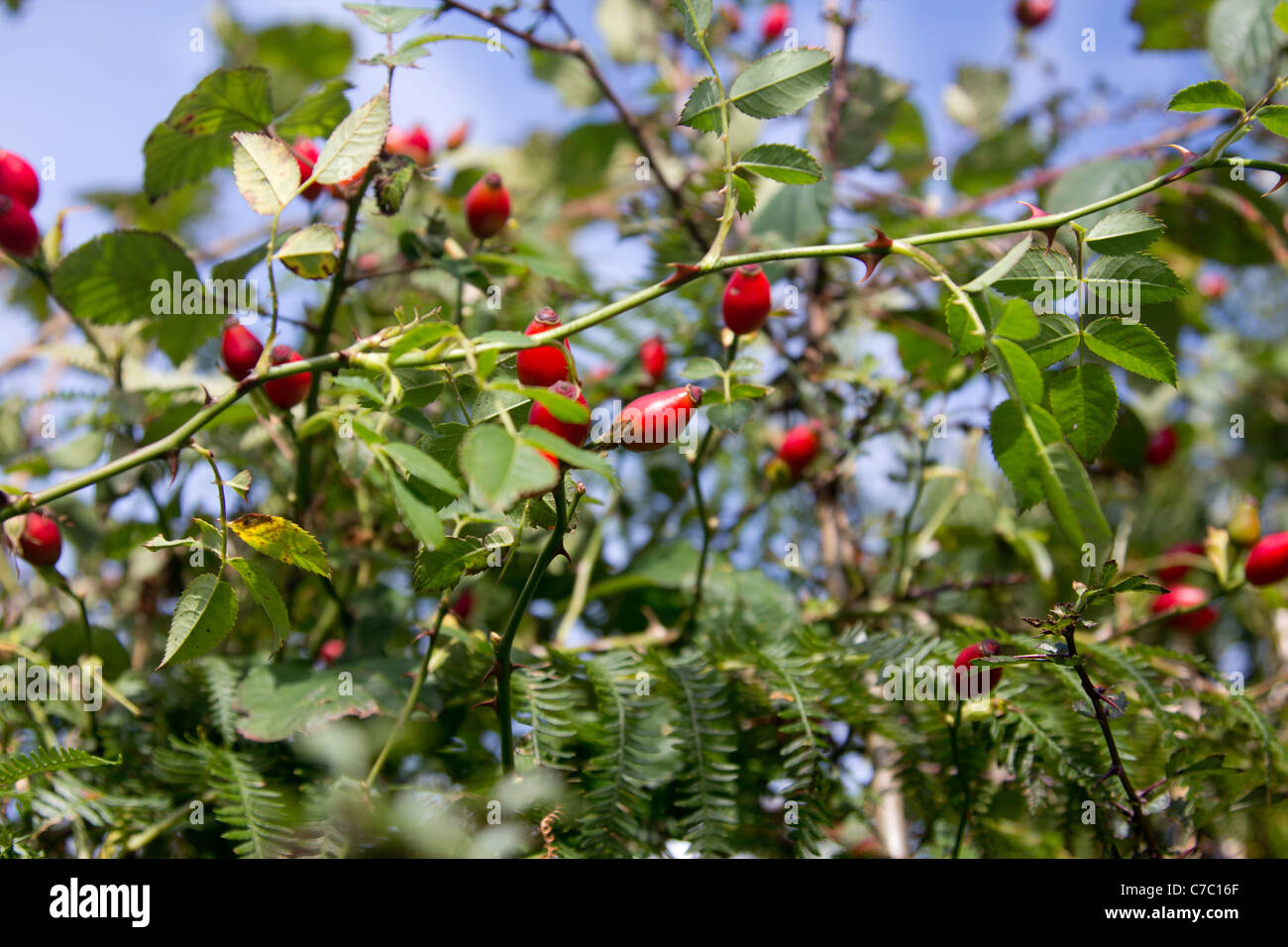 Rosa canina hedge fruit berries hi-res stock photography and images - Alamy