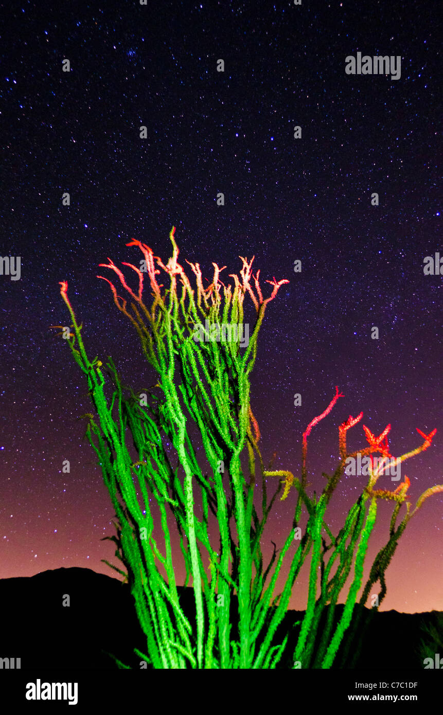 Ocotillo Under The Milky Way Anza Borrego Desert State Park 4638