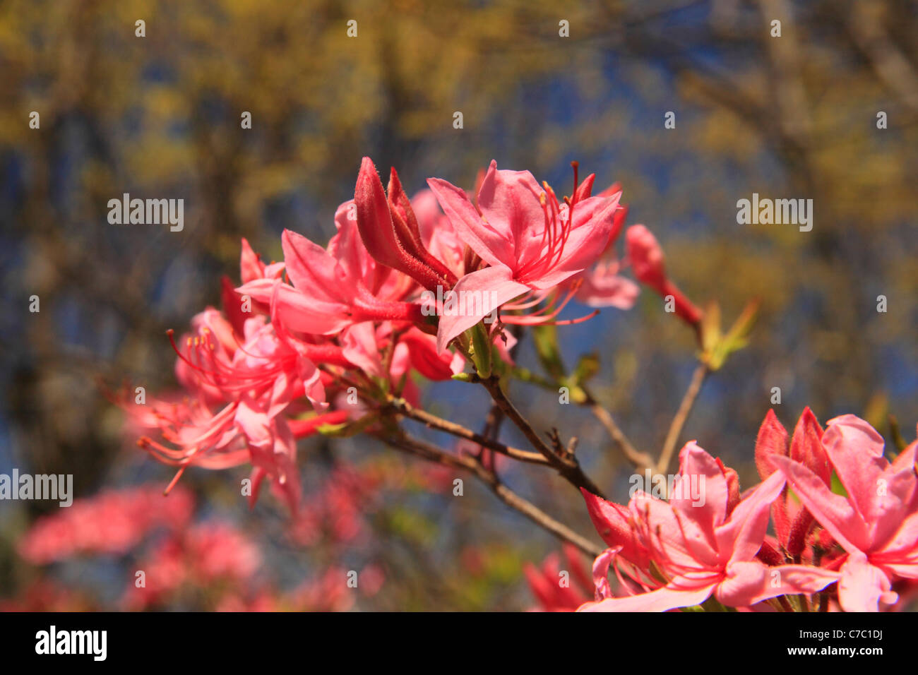 Pink Azalea, Compton Peak, Appalachian Trail, Shenandoah National Park ...