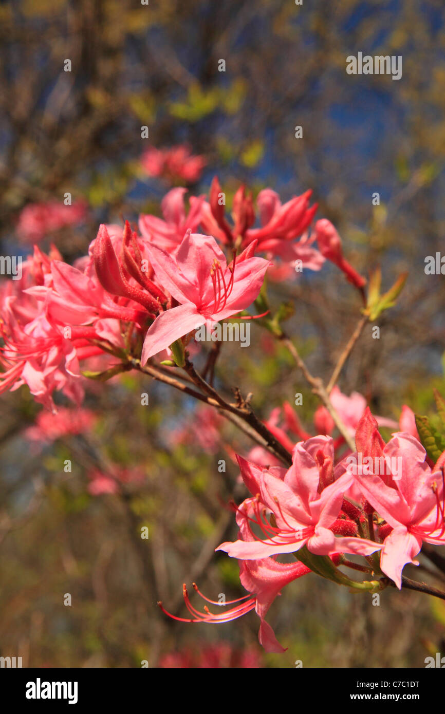 Pink Azalea, Compton Peak, Appalachian Trail, Shenandoah National Park ...