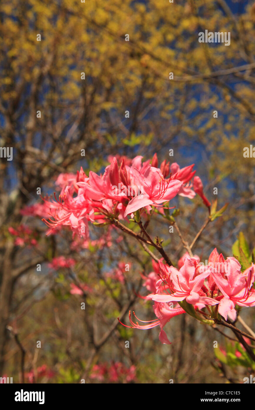 Pink Azalea, Compton Peak, Appalachian Trail, Shenandoah National Park ...
