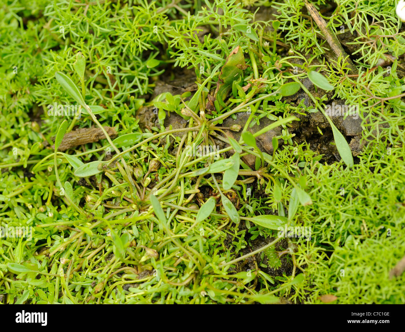 Mudwort, limosella aquatica Stock Photo - Alamy