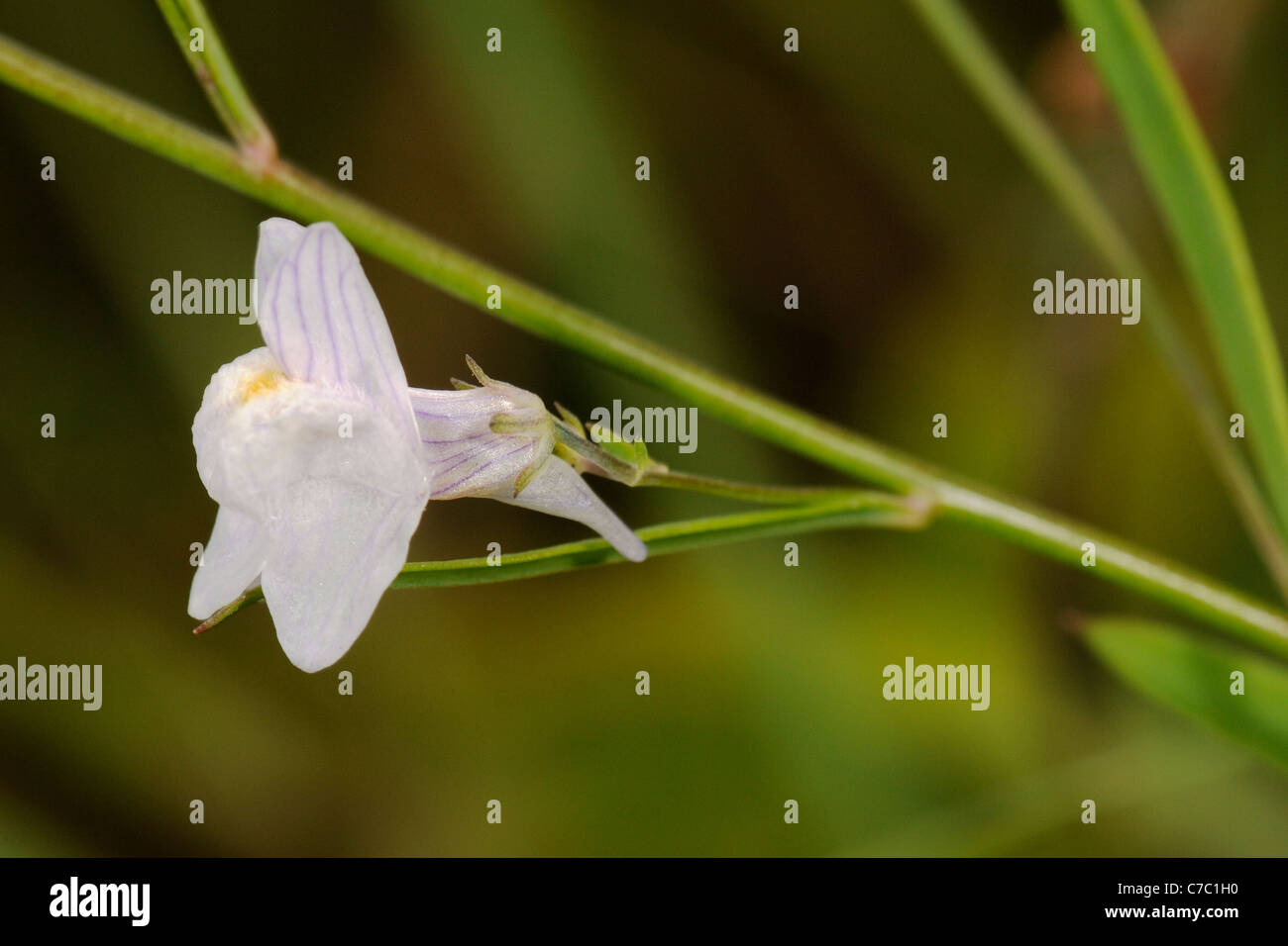 Pale Toadflax, linaria repens Stock Photo - Alamy