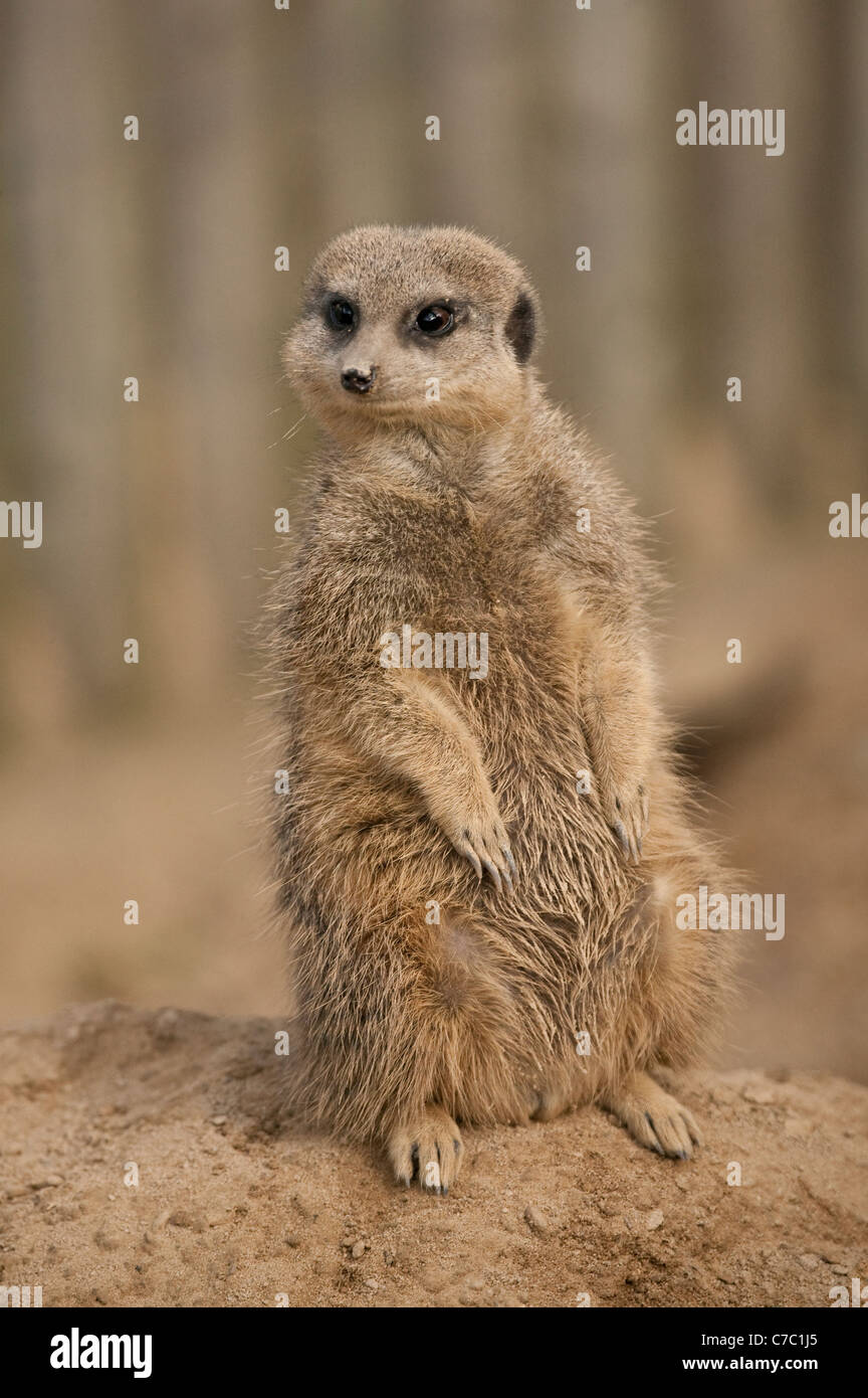 Animal spotter hi-res stock photography and images - Alamy