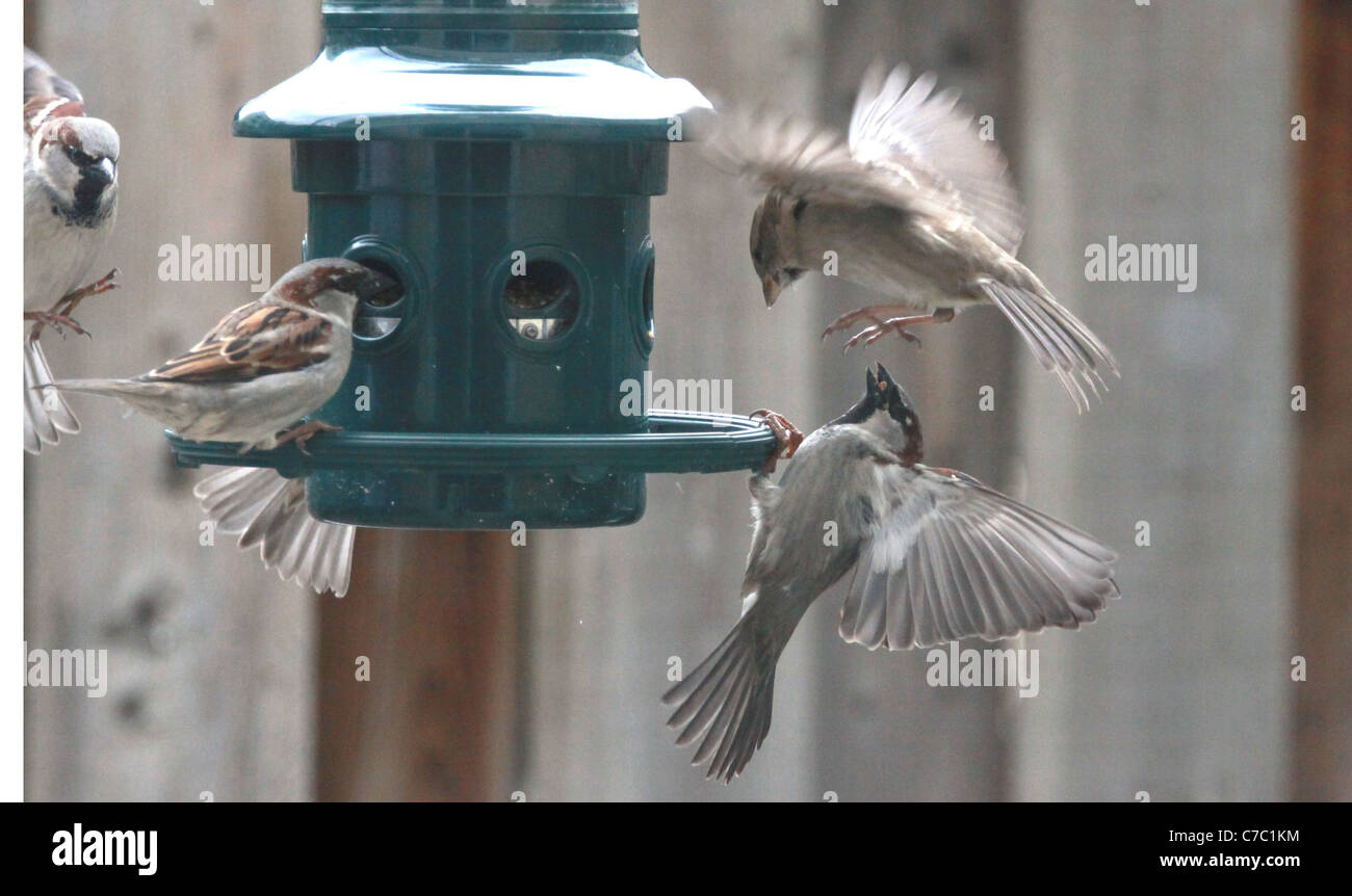 Starving birds hi-res stock photography and images - Alamy