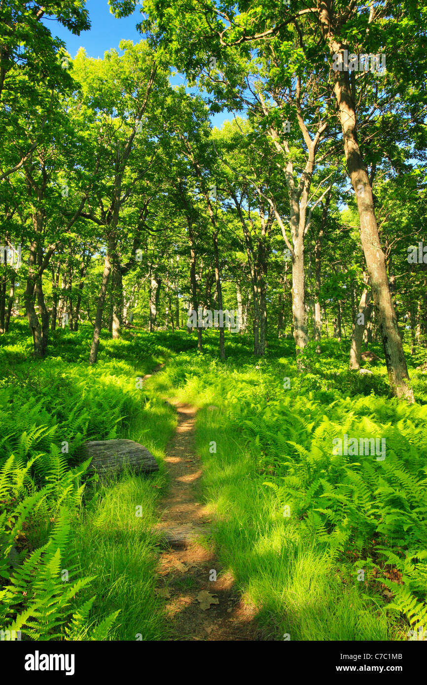 Appalachian Trail, Hogback Ridge, Shenandoah National Park, Virginia ...