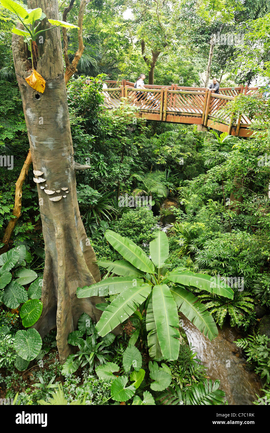 Elevated walkway above tree canopy at Edward Youde Aviary, Hong Kong ...