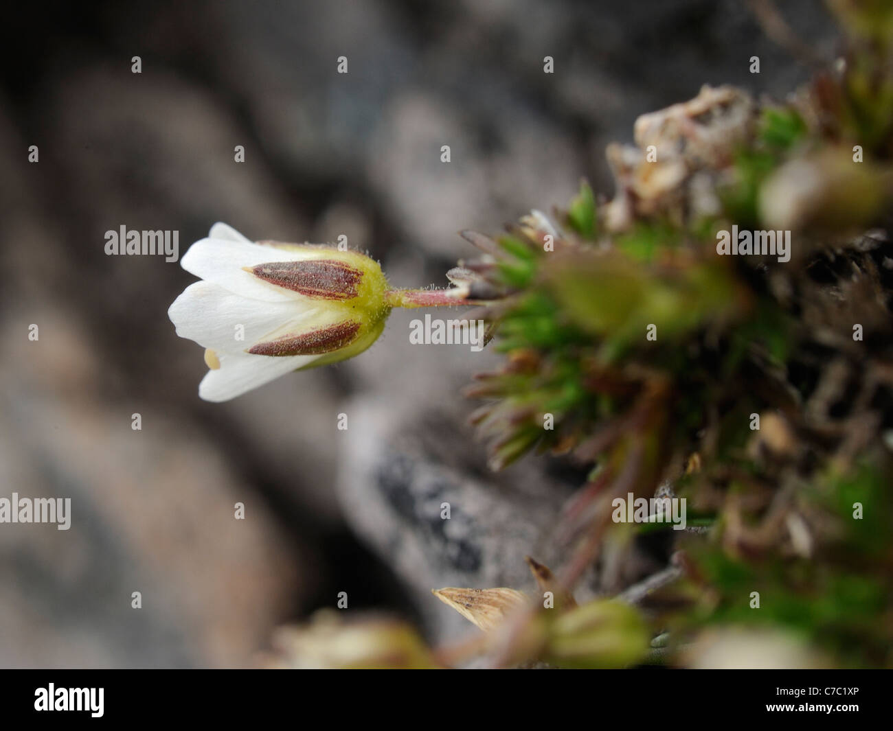 Recurved Sandwort, minuartia recurva growing in thin humus in dry ...