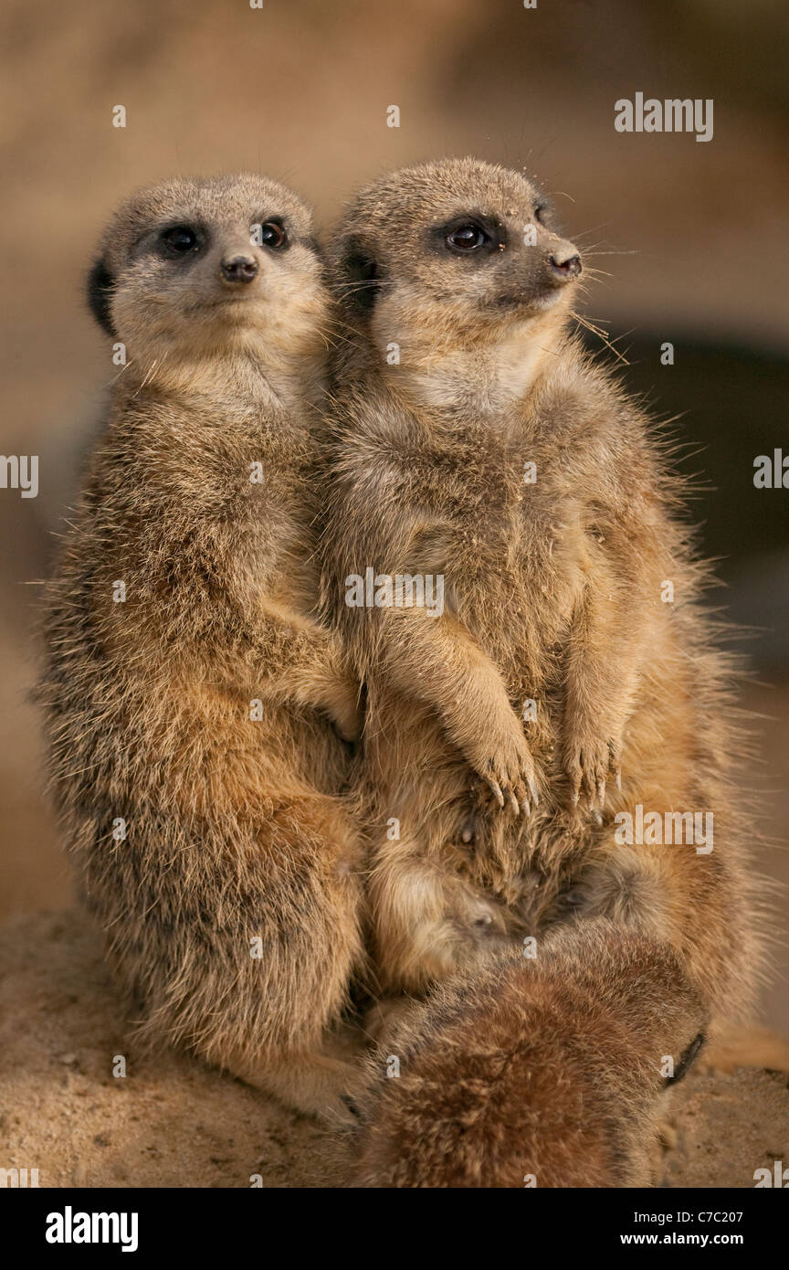 Test food africa hi-res stock photography and images - Alamy