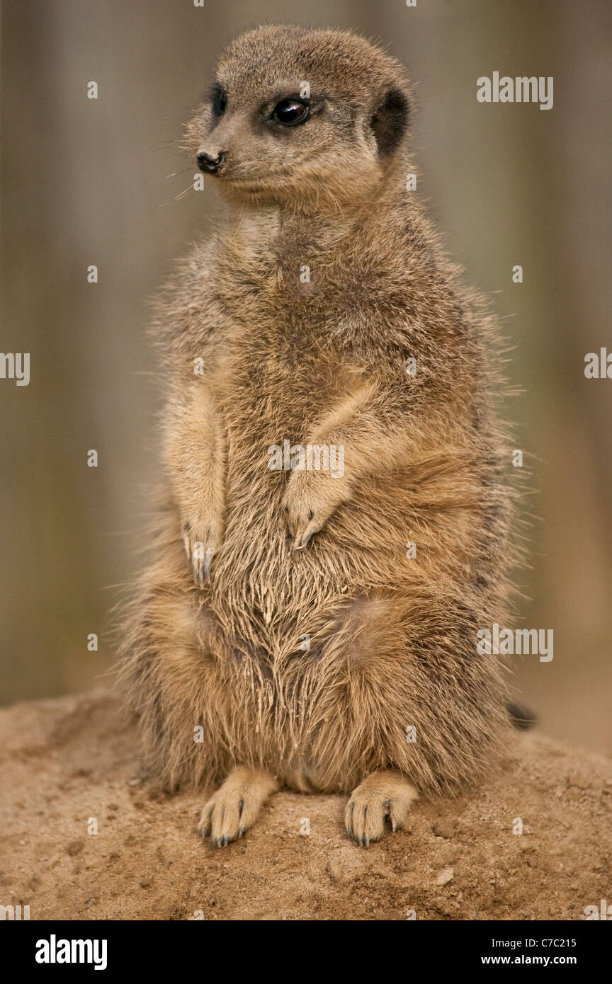Meerkat or suricate, Suricata suricatta standing keeping watch for ...