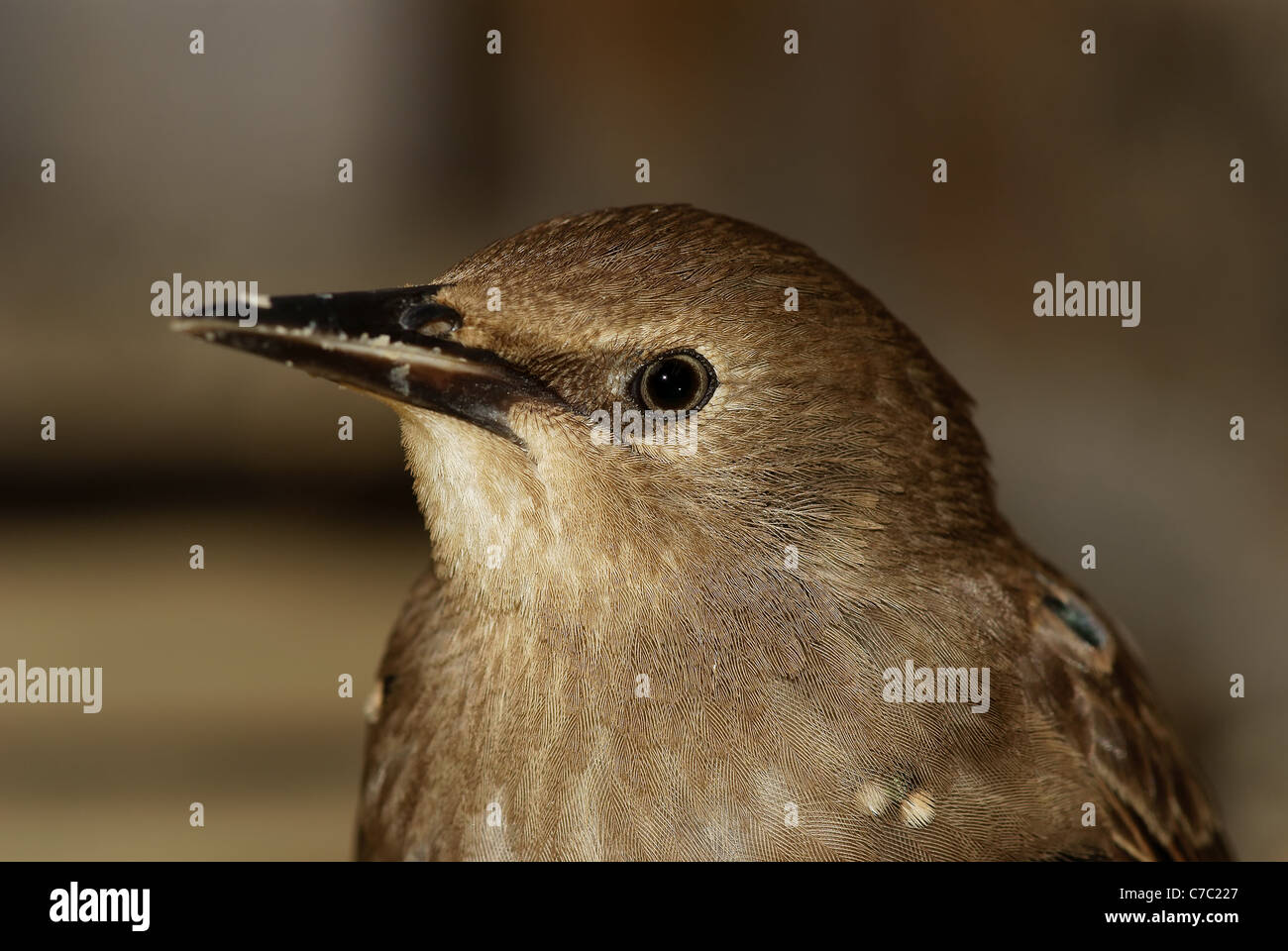 Young starling fledgling hi-res stock photography and images - Alamy