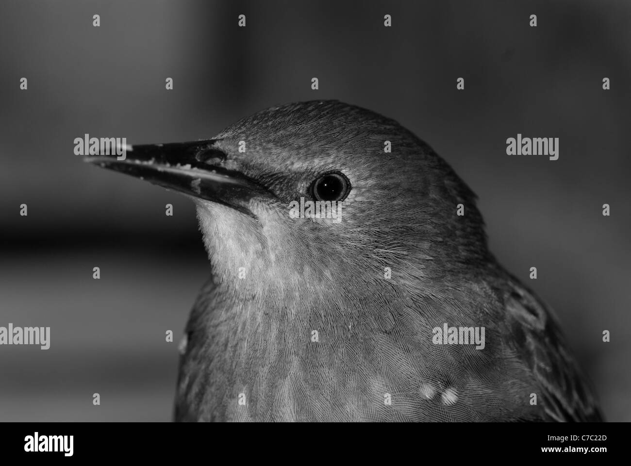 Fledgling starling High Resolution Stock Photography and Images - Alamy