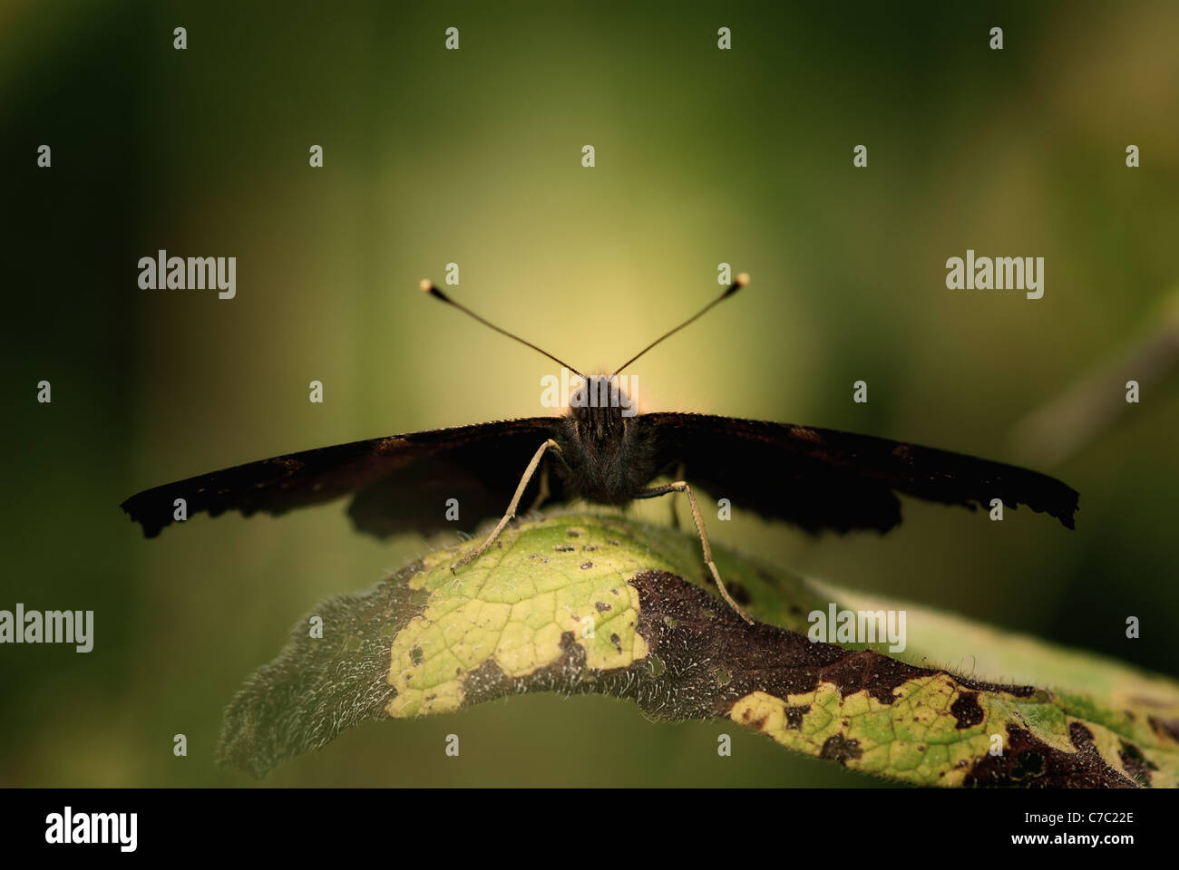 Front view of butterfly hi-res stock photography and images - Alamy