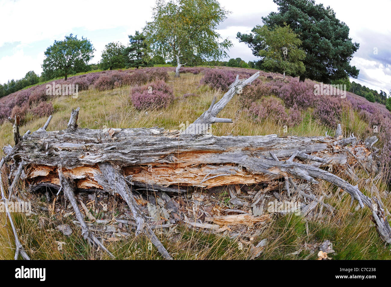 Decaying tree in forest hi-res stock photography and images - Alamy
