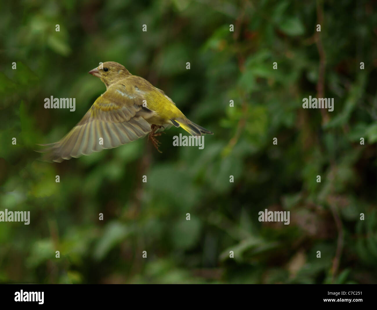 Greenfinch in flight Stock Photo - Alamy