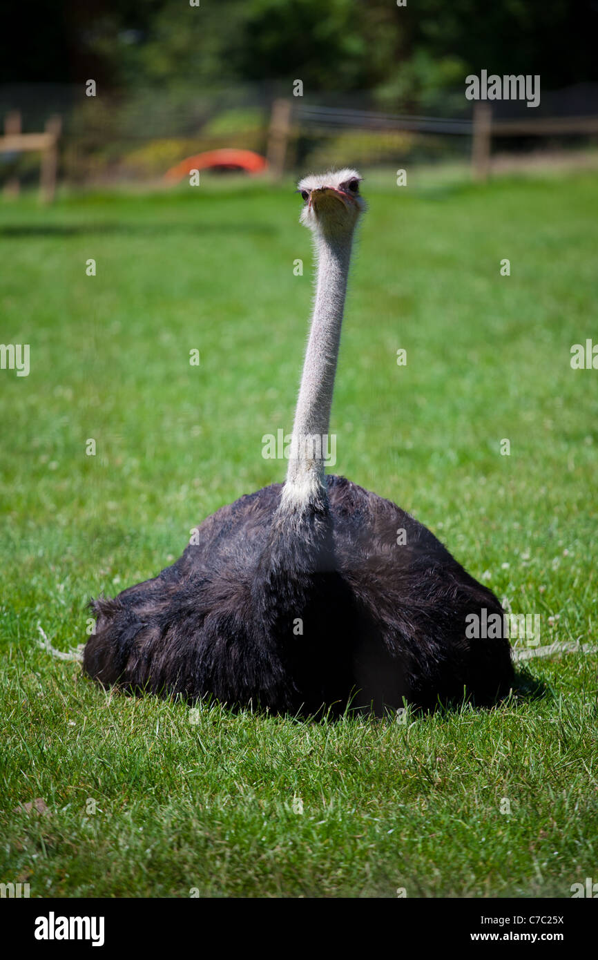 Single Ostrich sitting on the grass Stock Photo - Alamy
