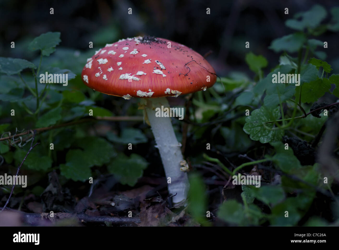Fly Agaric Toadstool Stock Photo - Alamy