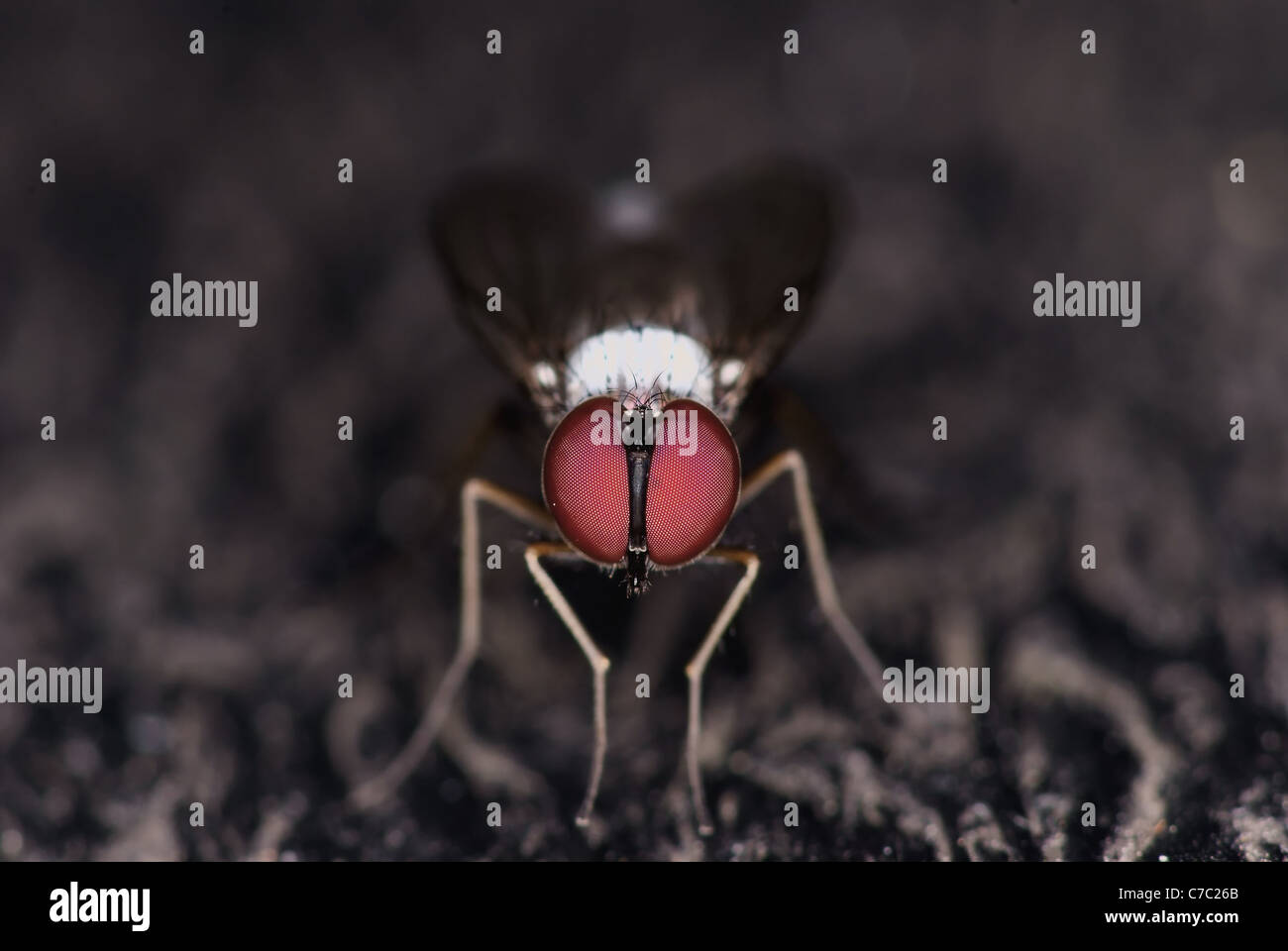 Fly with red eyes Stock Photo - Alamy